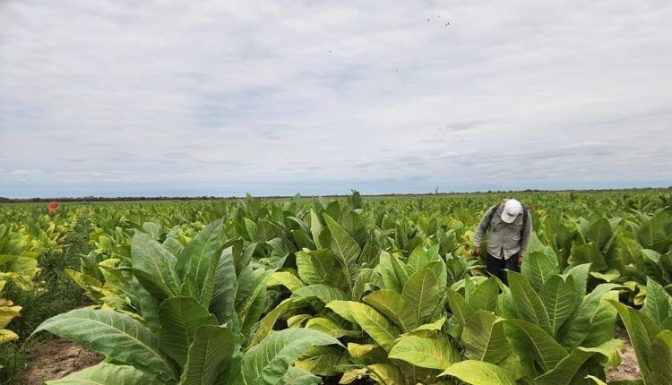 Tabaco en Argentina - Diario Tabaco Argentino